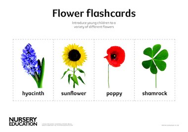 Flower flashcards – Early Years teaching resource - Scholastic